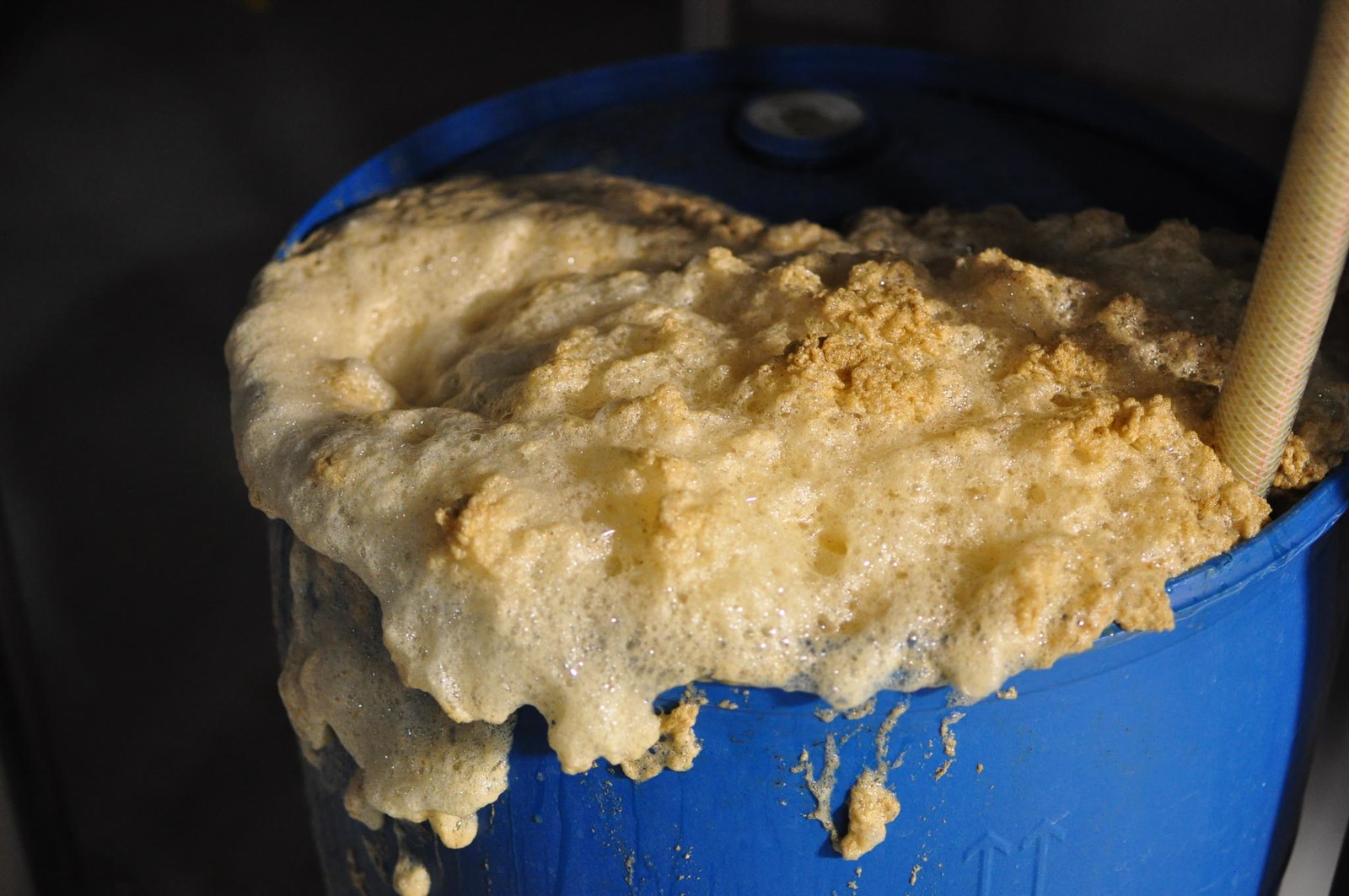 What is the Best Method to Harvest & Reuse Yeast? Yeast Rinsing, Top ...