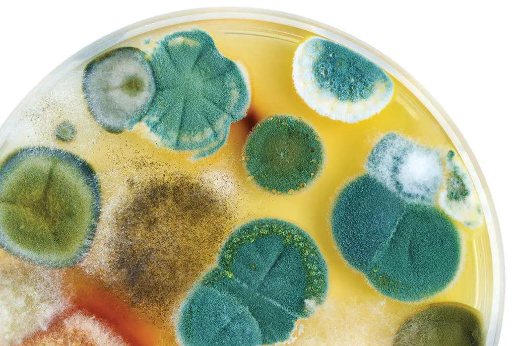 Is Your Beer, Mead, or Wine Contaminated With Mold? - The Ultimate ...